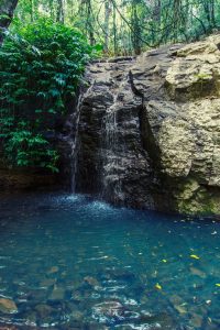 About the Bunya Mountains | Bunya Mountains